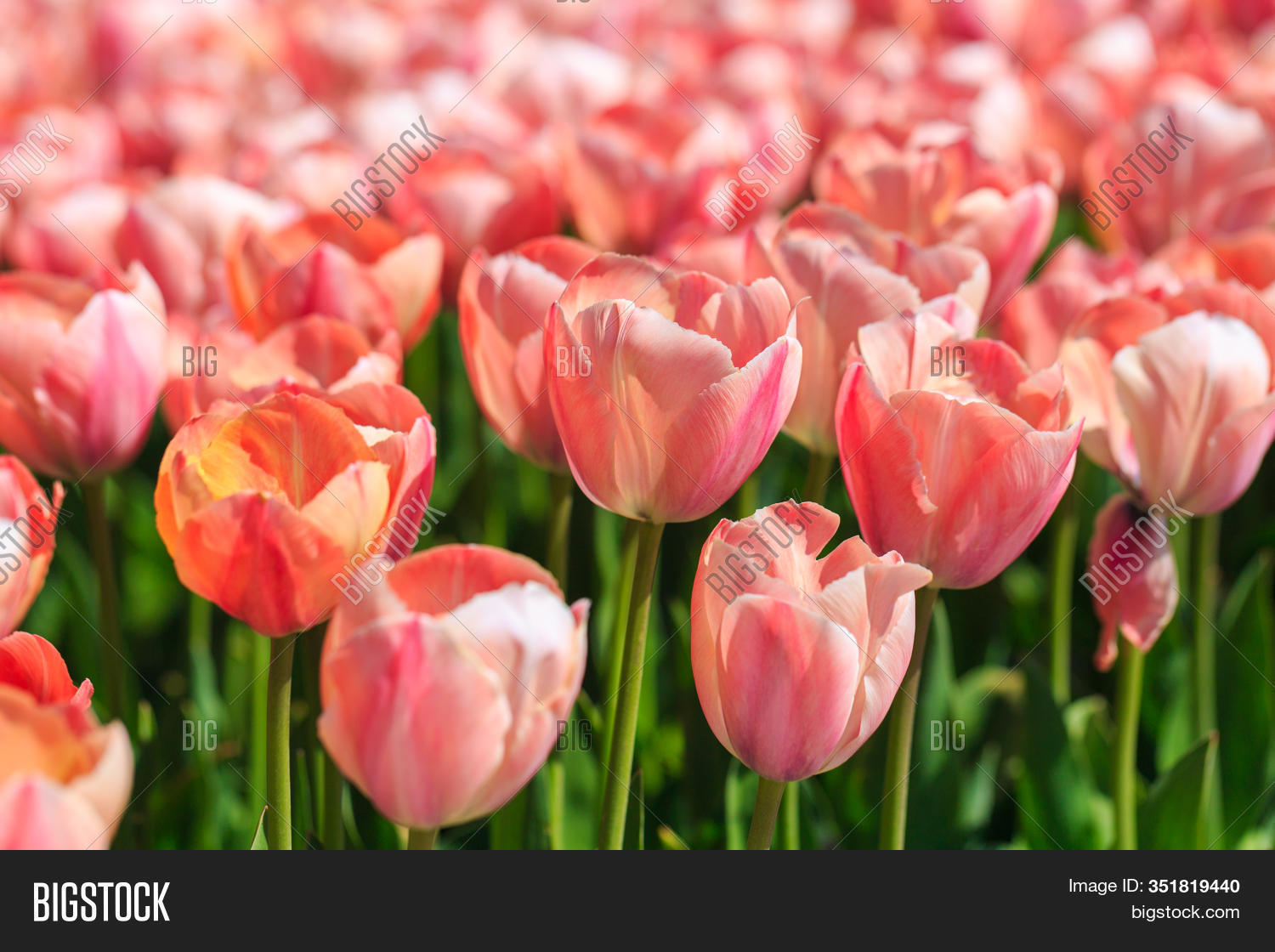 Closeup Pink Tulips Image & Photo (Free Trial) | Bigstock