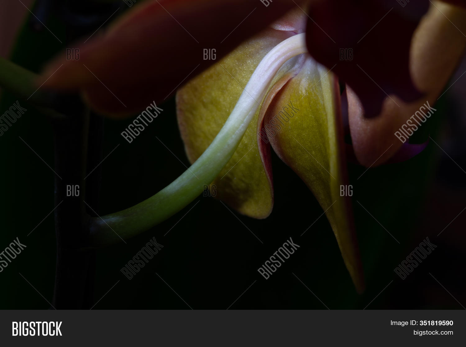 Orchid Flower Macro Image & Photo (Free Trial) | Bigstock