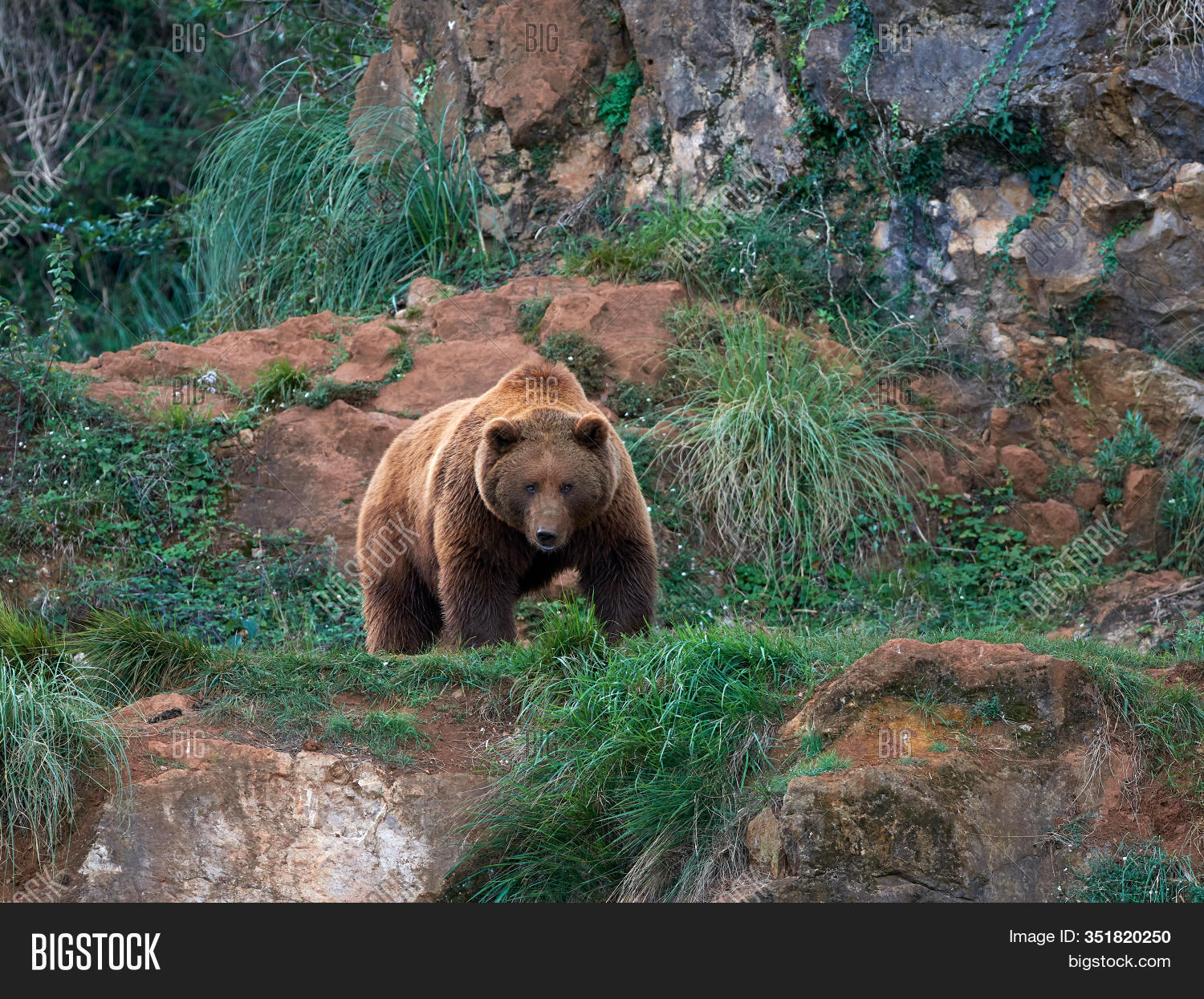 European Brown Bear