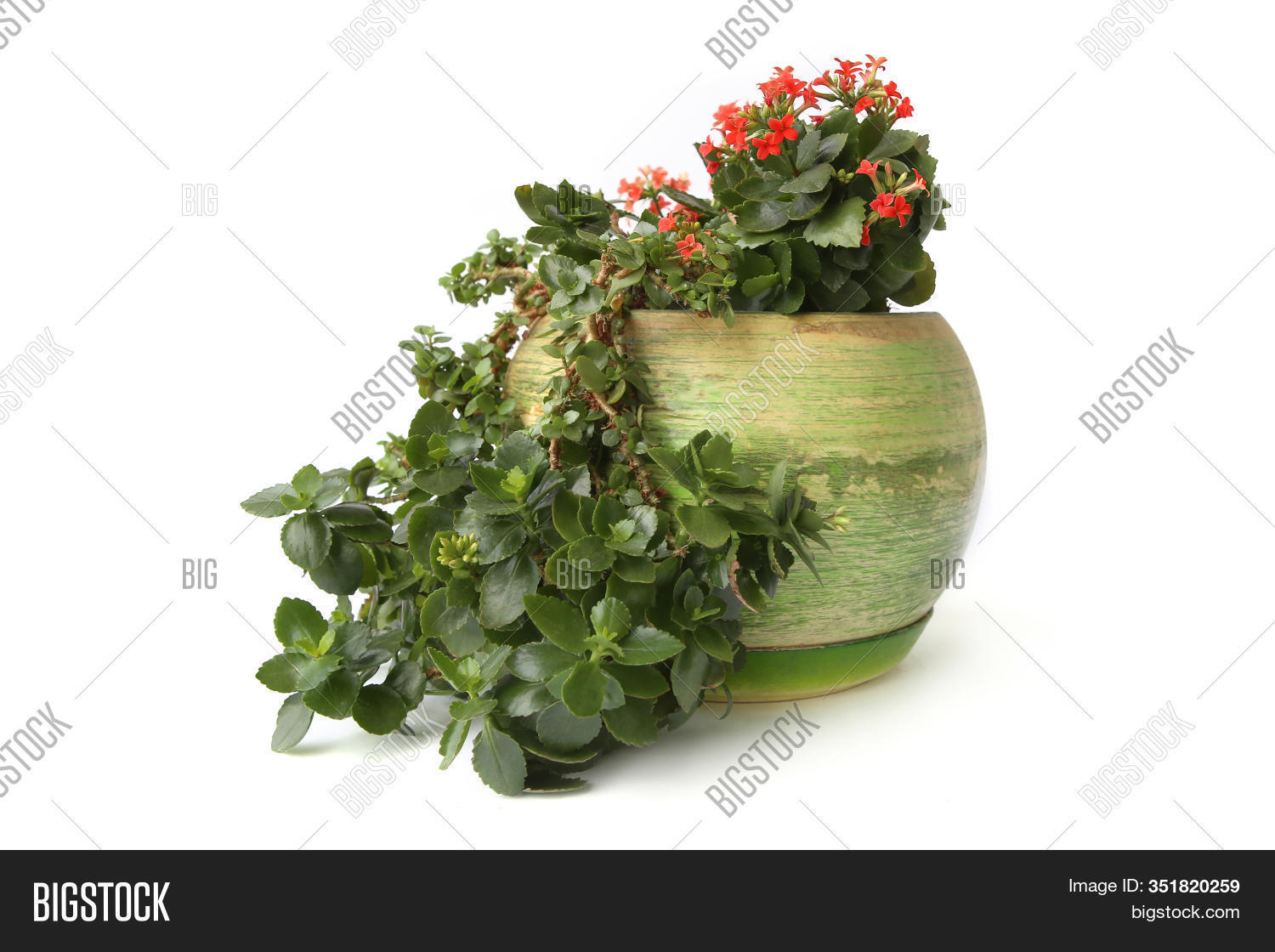 Red Kalanchoe Image & Photo (Free Trial) | Bigstock