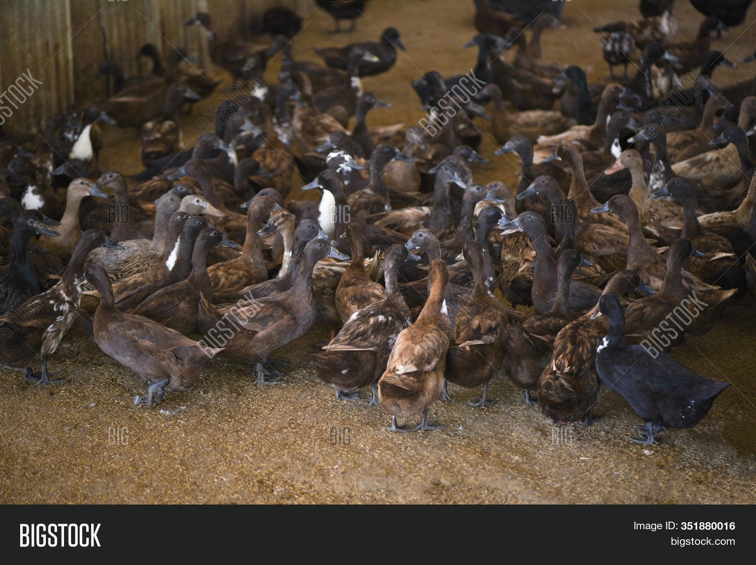 Lots Duck Local Farm Image & Photo (Free Trial) | Bigstock
