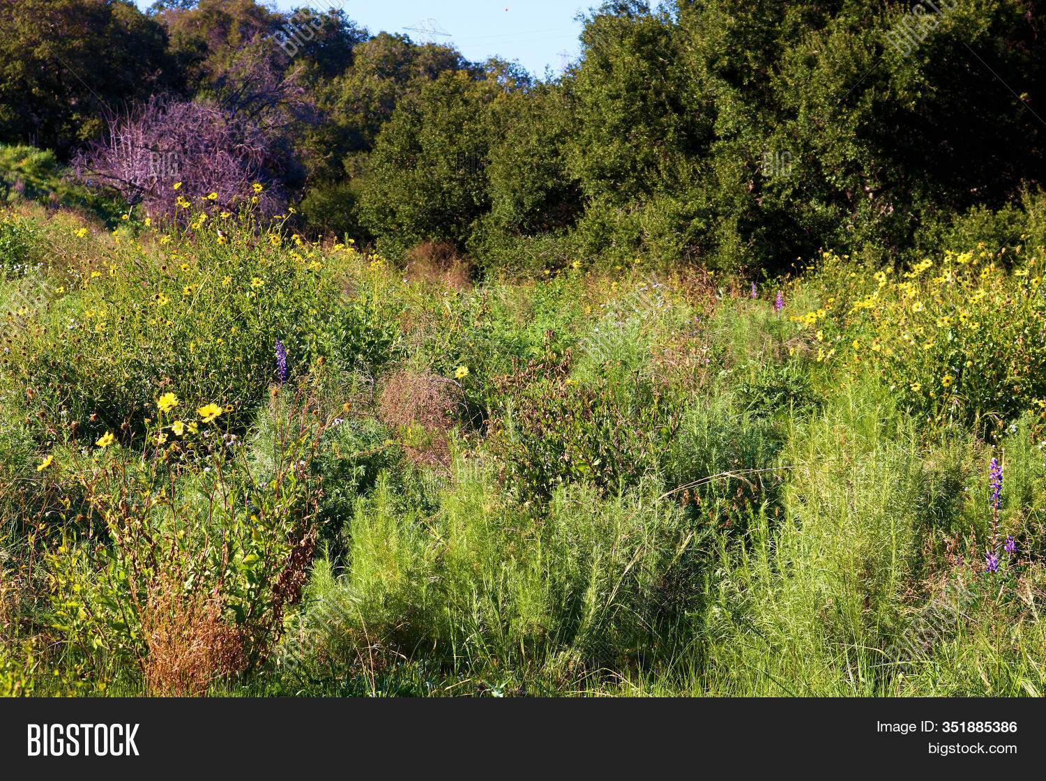 Lush Field Spring Image & Photo (Free Trial) | Bigstock