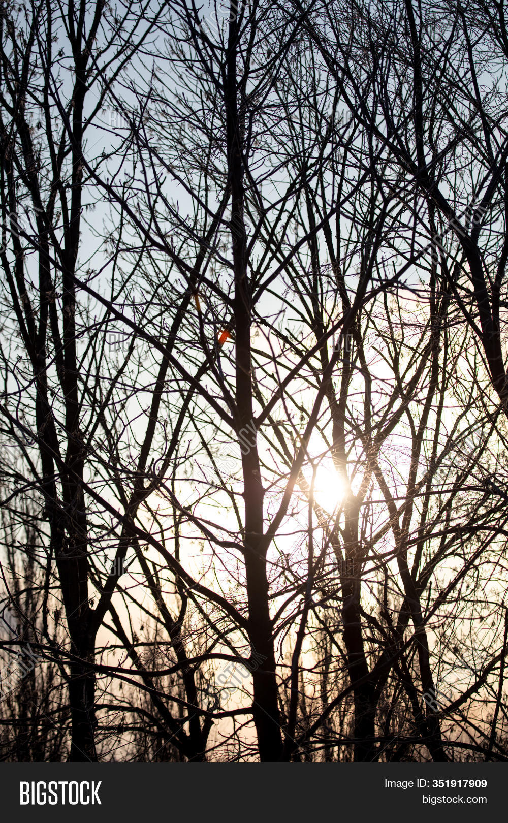 Leafless Tree Branches Image & Photo (Free Trial) | Bigstock