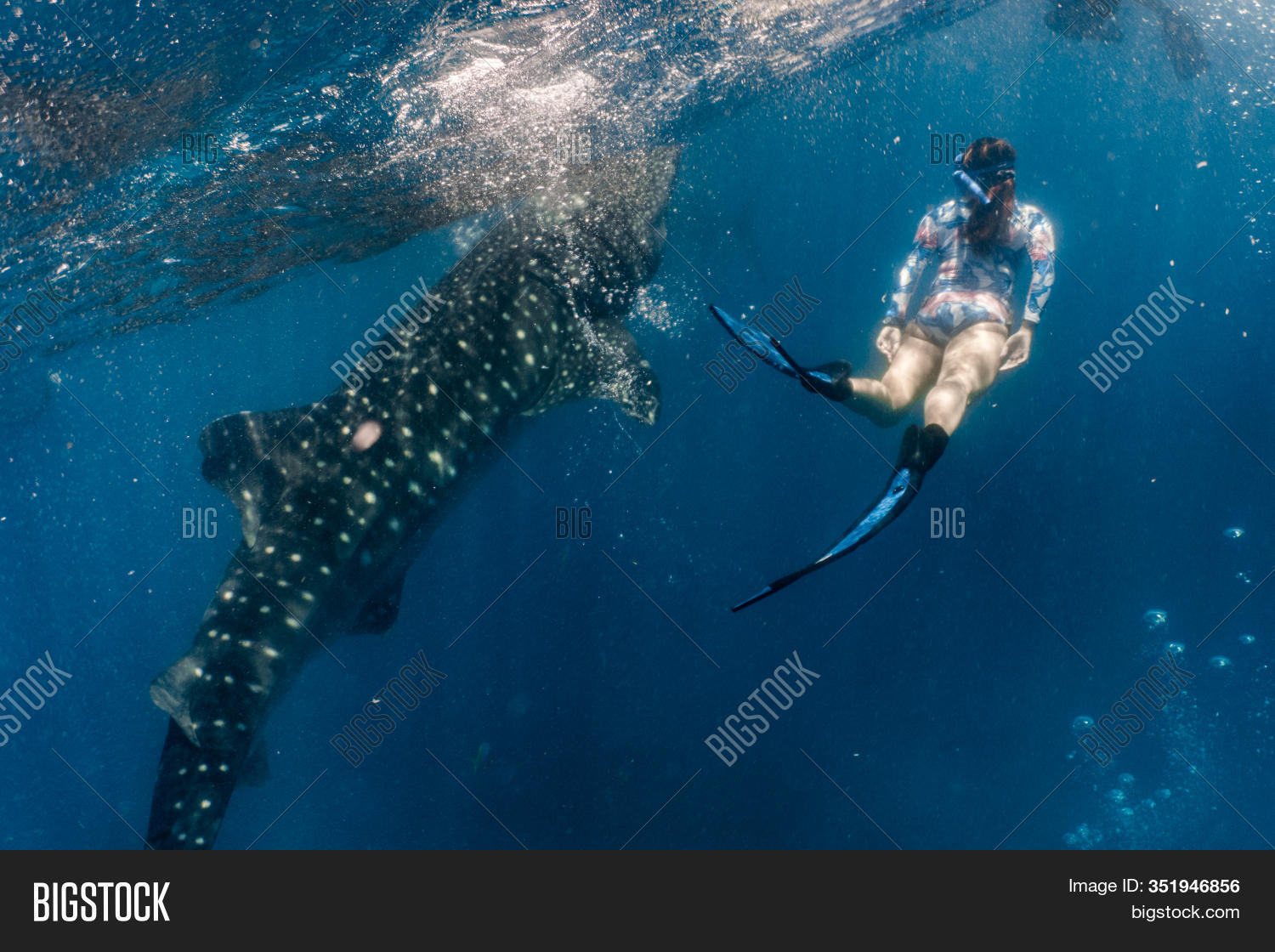 Whale Shark Rhincodon Image & Photo (Free Trial) | Bigstock