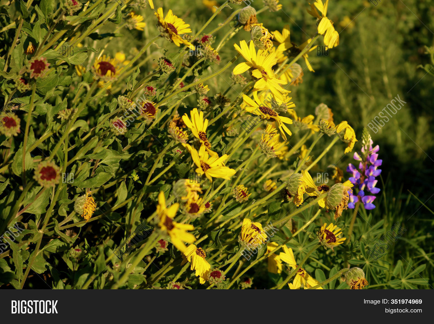 Lush Green Plants Image & Photo (Free Trial) | Bigstock