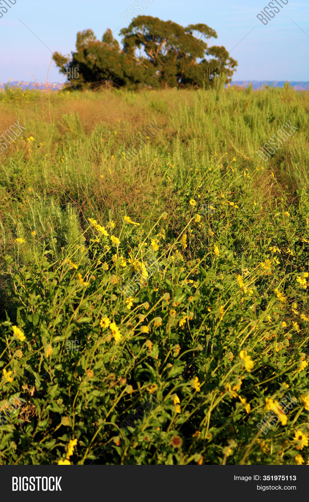 Lush Field Including Image & Photo (Free Trial) | Bigstock