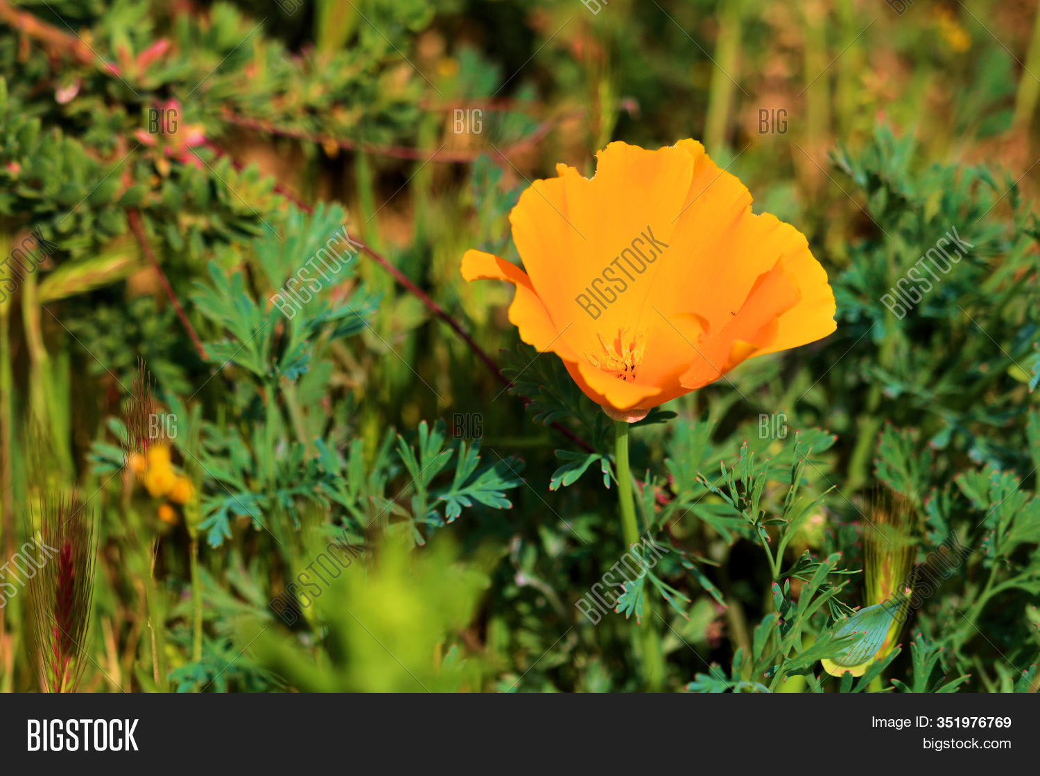 Poppy Flower Blossom Image & Photo (Free Trial) | Bigstock