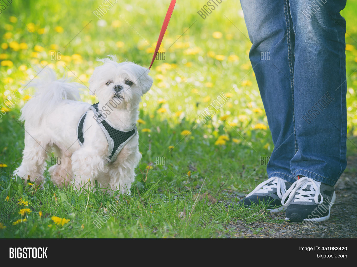 White Maltese Dog Image & Photo (Free Trial) | Bigstock