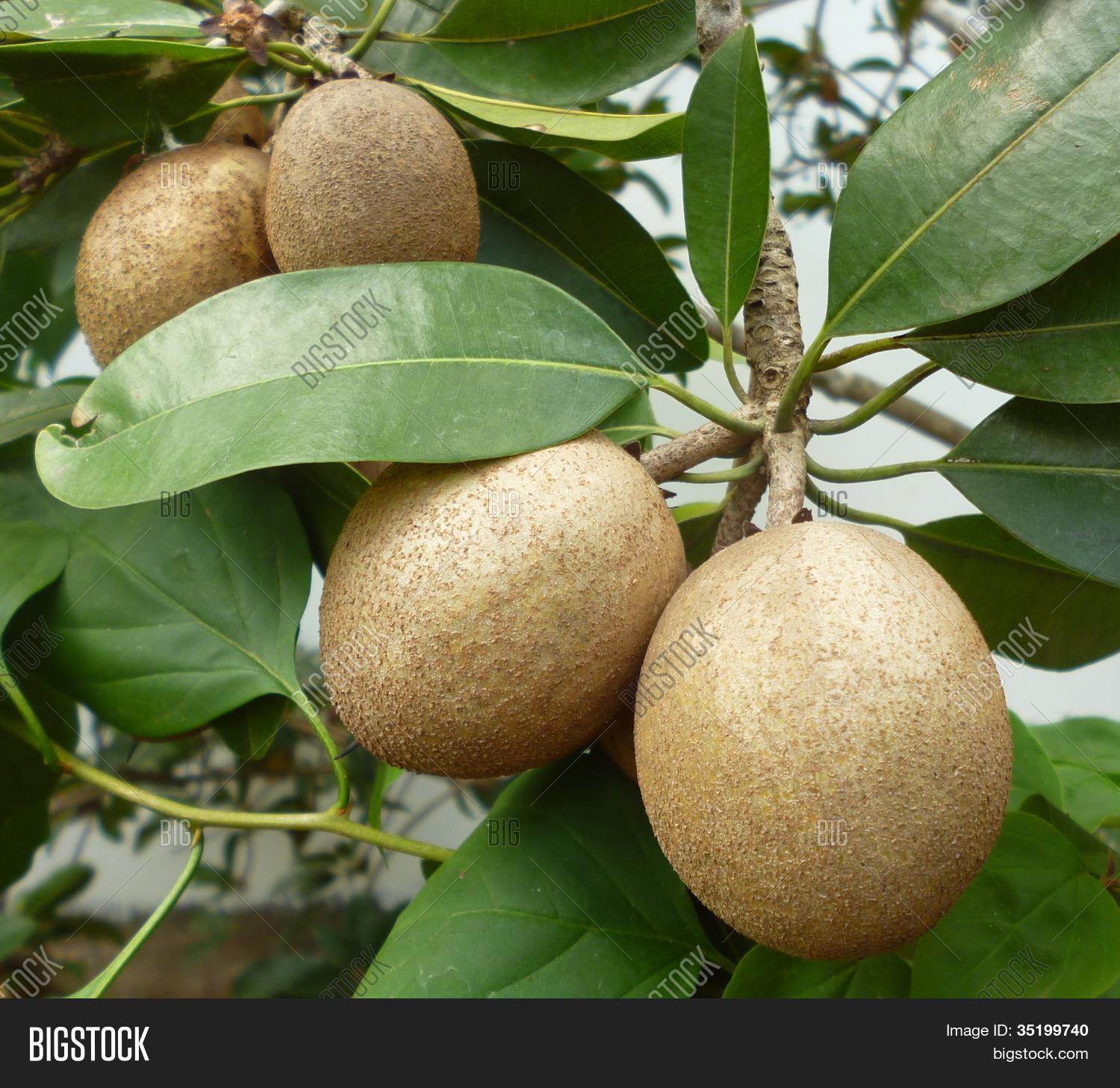 Sapodilla Fruits Image & Photo (Free Trial) | Bigstock