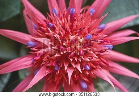 Beautiful Pink Agave Image & Photo (Free Trial) | Bigstock