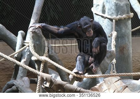Resting Chimpanzee Image & Photo (Free Trial) | Bigstock