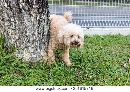 Imagen y foto Male Poodle Dog (prueba gratis) | Bigstock