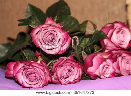 Two-tone Roses On Image & Photo (Free Trial) | Bigstock