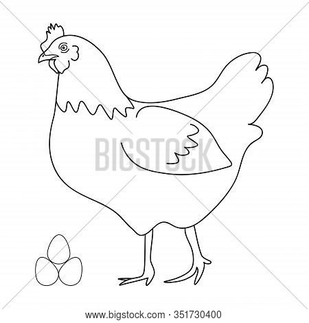 Hen. Laying Hen Laid Vector & Photo (Free Trial) | Bigstock