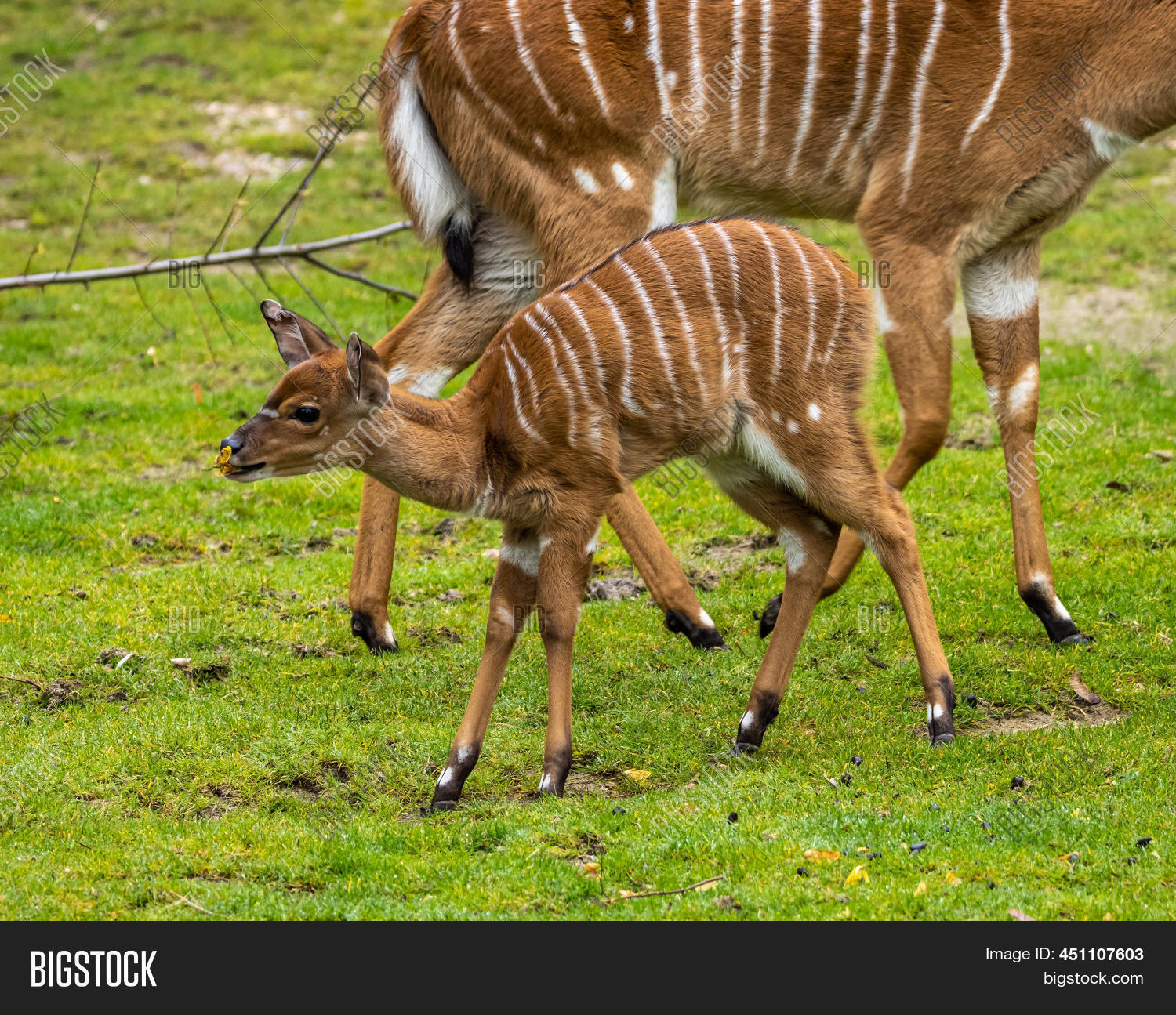 Young Baby Nyala. Image & Photo (Free Trial) | Bigstock