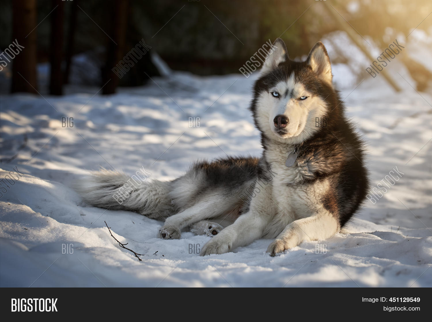 Cute Husky In Snow