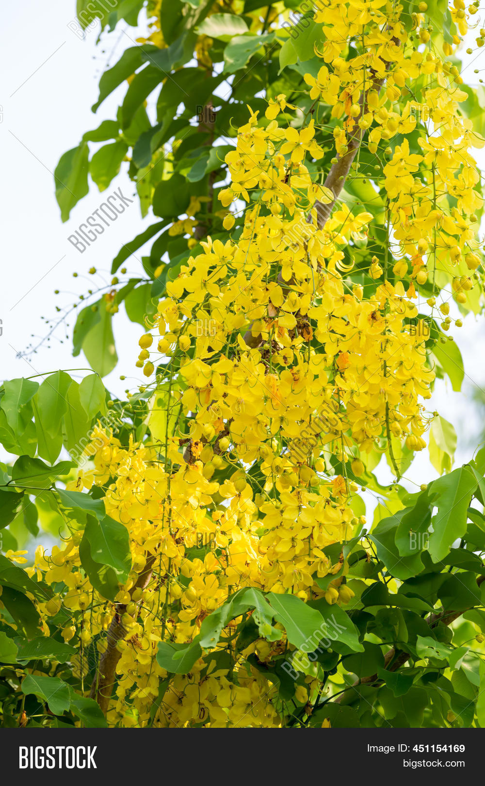 Ratchaphruek National Image & Photo (Free Trial) | Bigstock