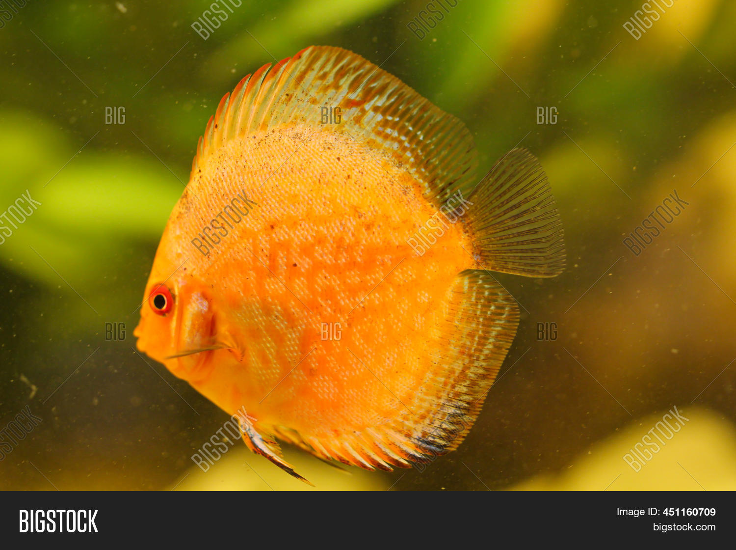 Portrait Discus Image & Photo (Free Trial) | Bigstock