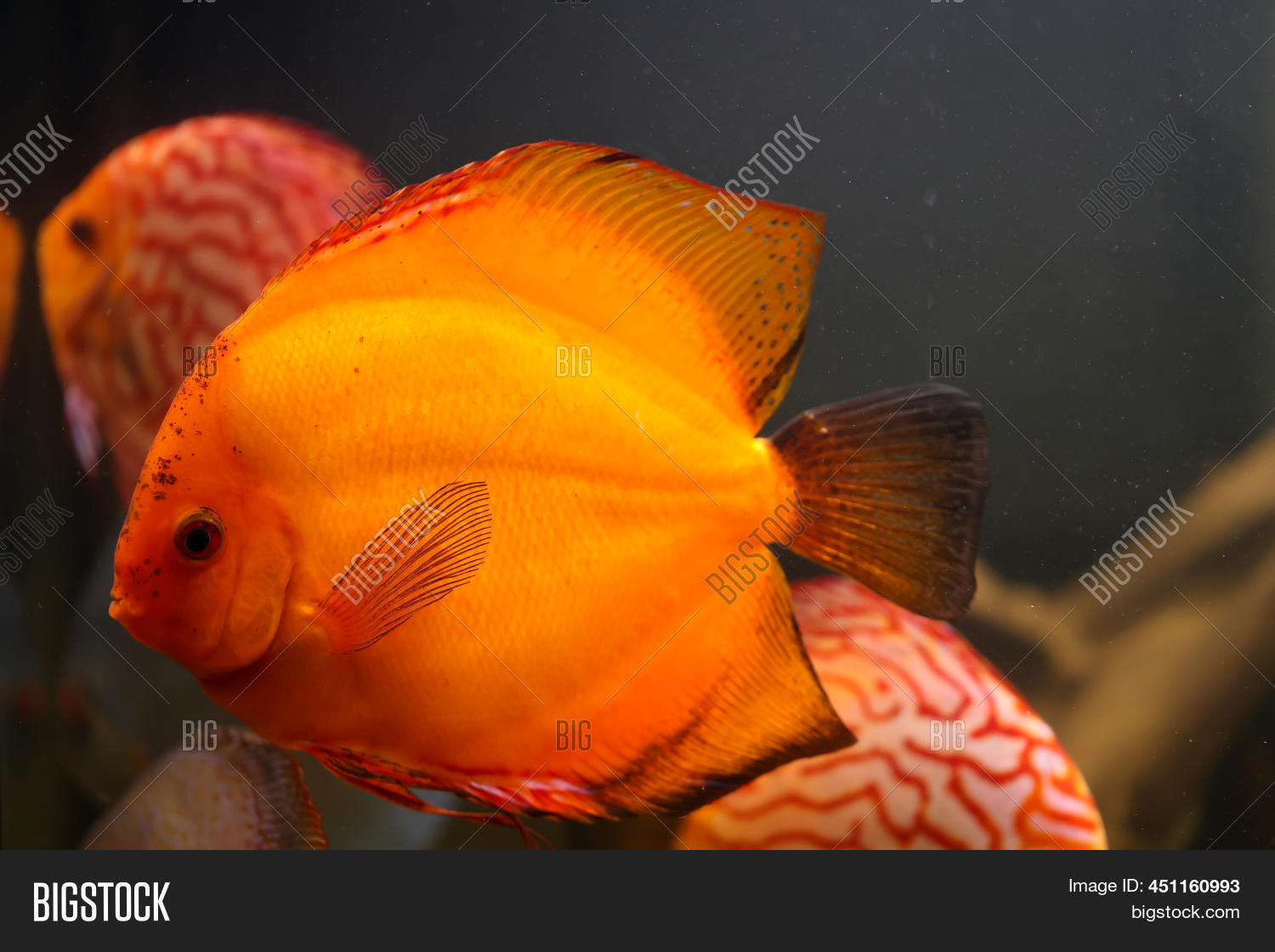 Portrait Discus Image & Photo (Free Trial) | Bigstock