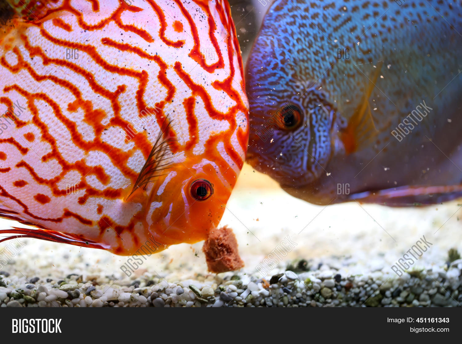 Portrait Discus Image & Photo (Free Trial) | Bigstock