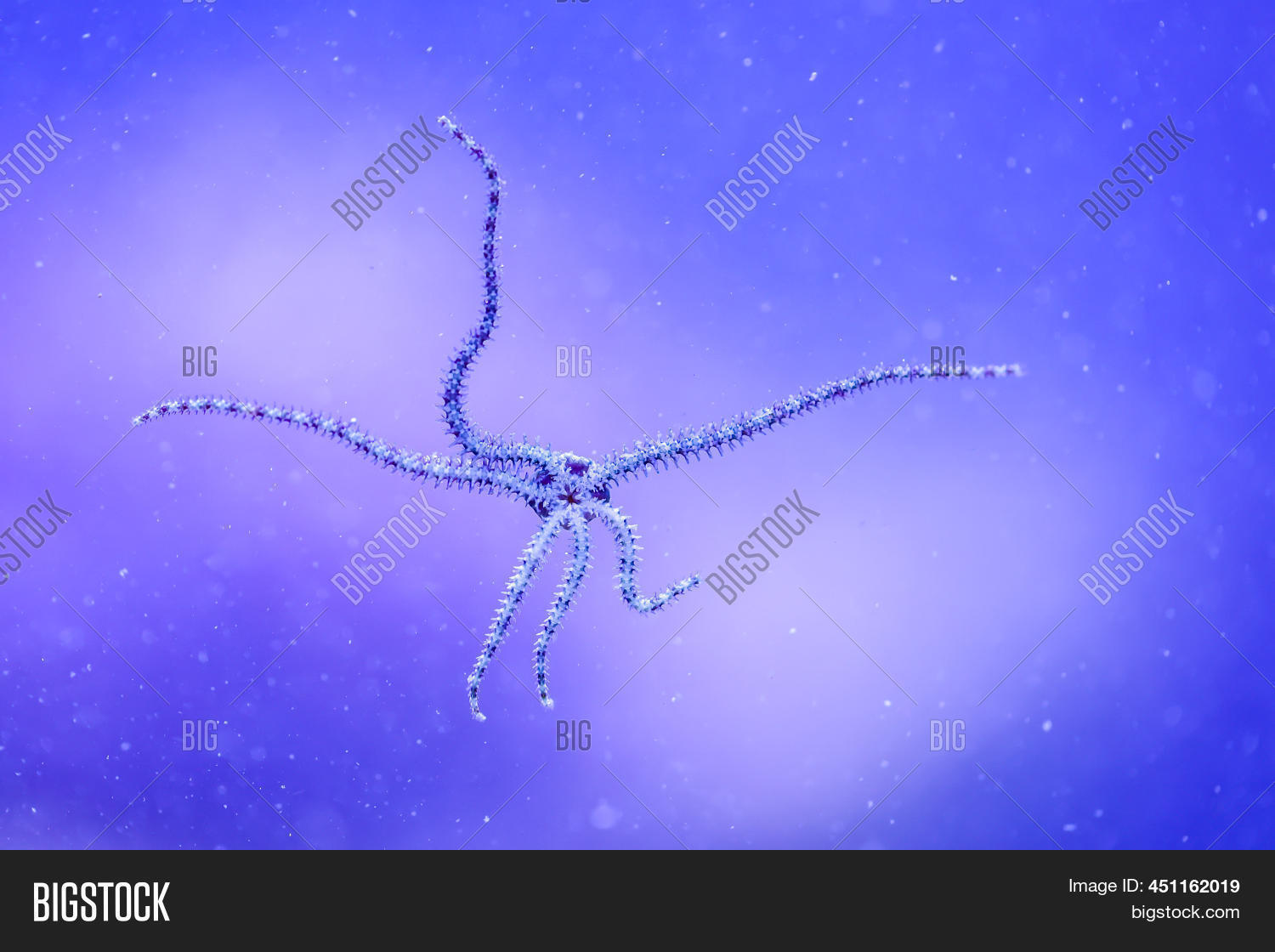 Snake Starfish Six Image & Photo (Free Trial) | Bigstock