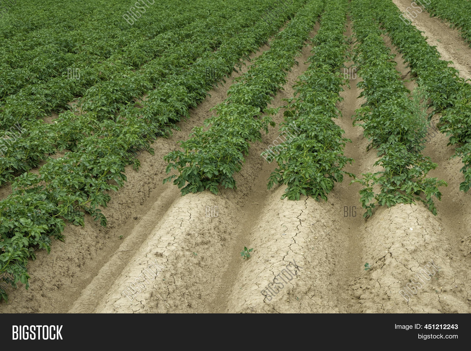 Field Growing Potatoes Image & Photo (Free Trial) | Bigstock