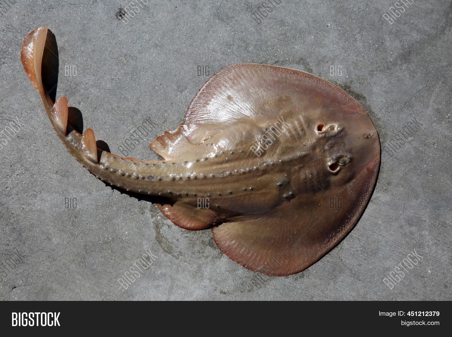 Thornback Ray. Image & Photo (Free Trial) | Bigstock