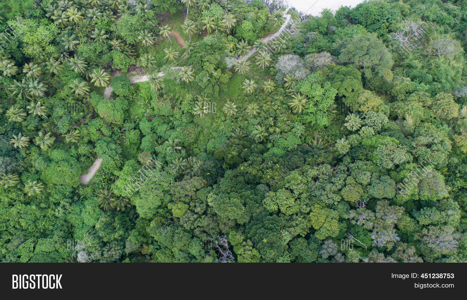 Amazing Forest Aerial Image & Photo (Free Trial) | Bigstock