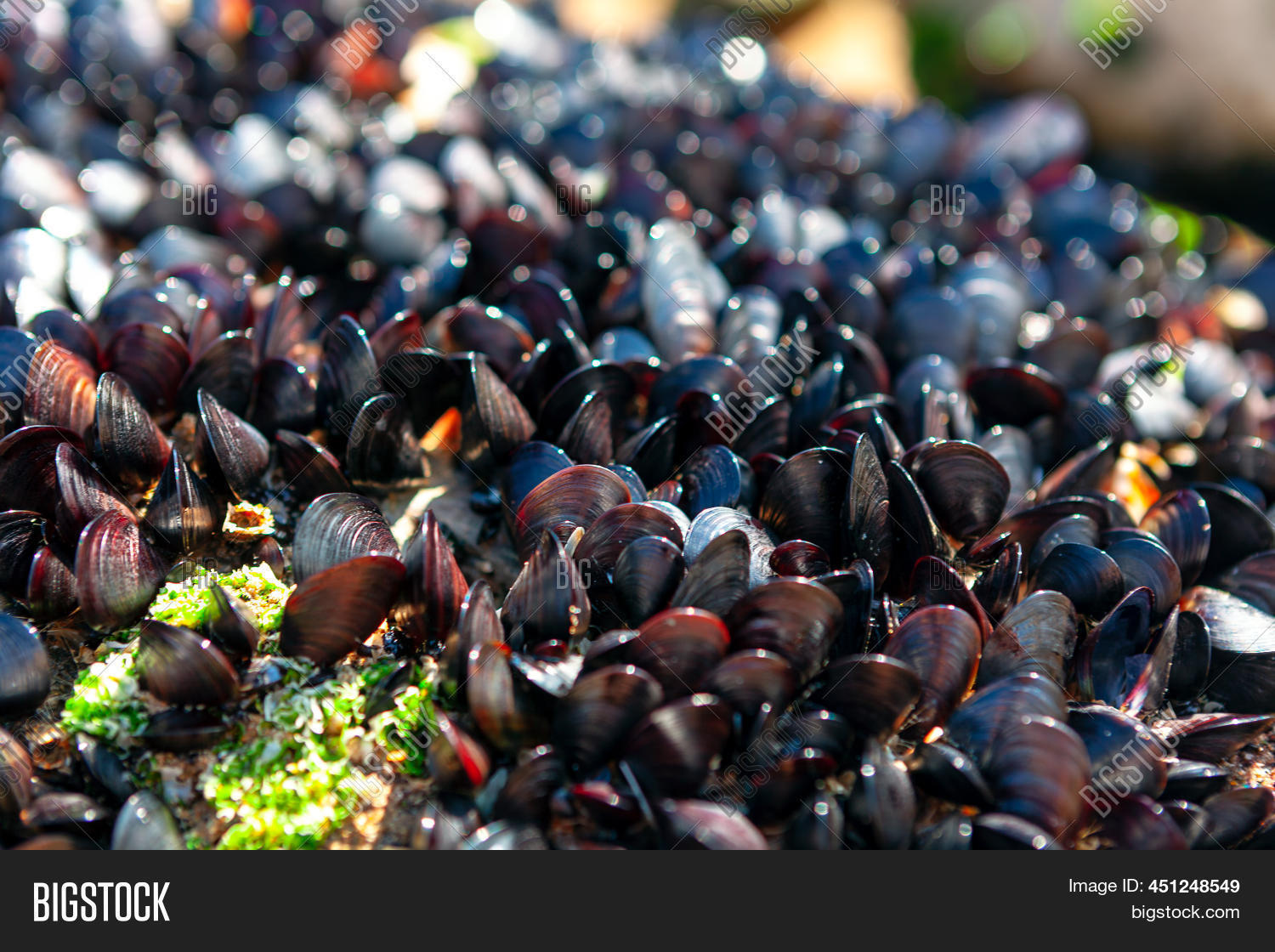 Shellfish Reefs Image & Photo (Free Trial) | Bigstock