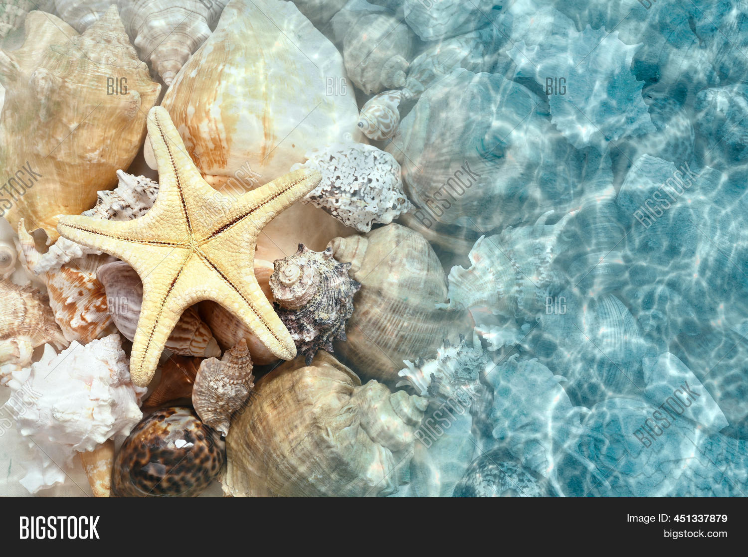 Starfish Seashell On Image & Photo (Free Trial) | Bigstock