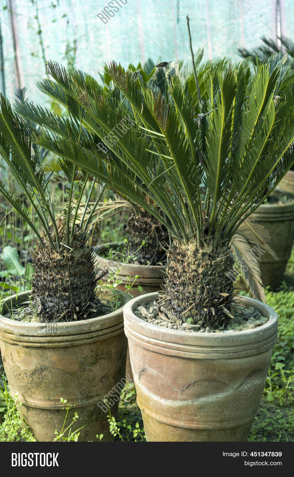 King Sago Palm Big Image & Photo (Free Trial) | Bigstock