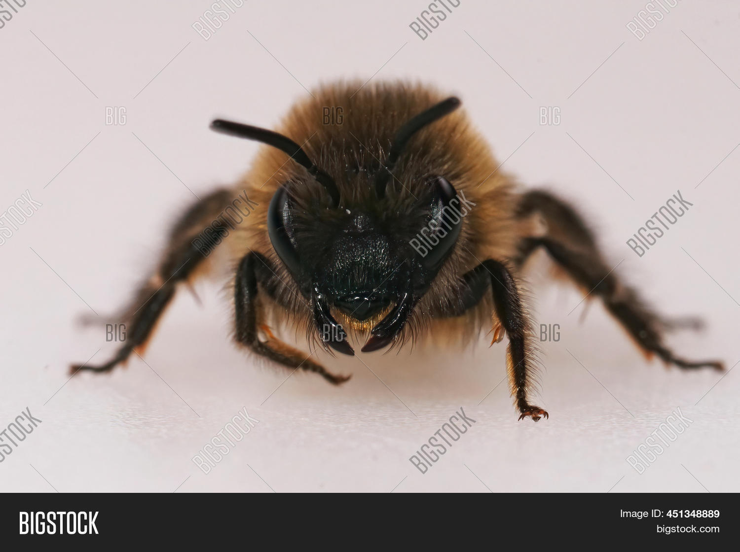 Detailed Frontal Image & Photo (Free Trial) | Bigstock