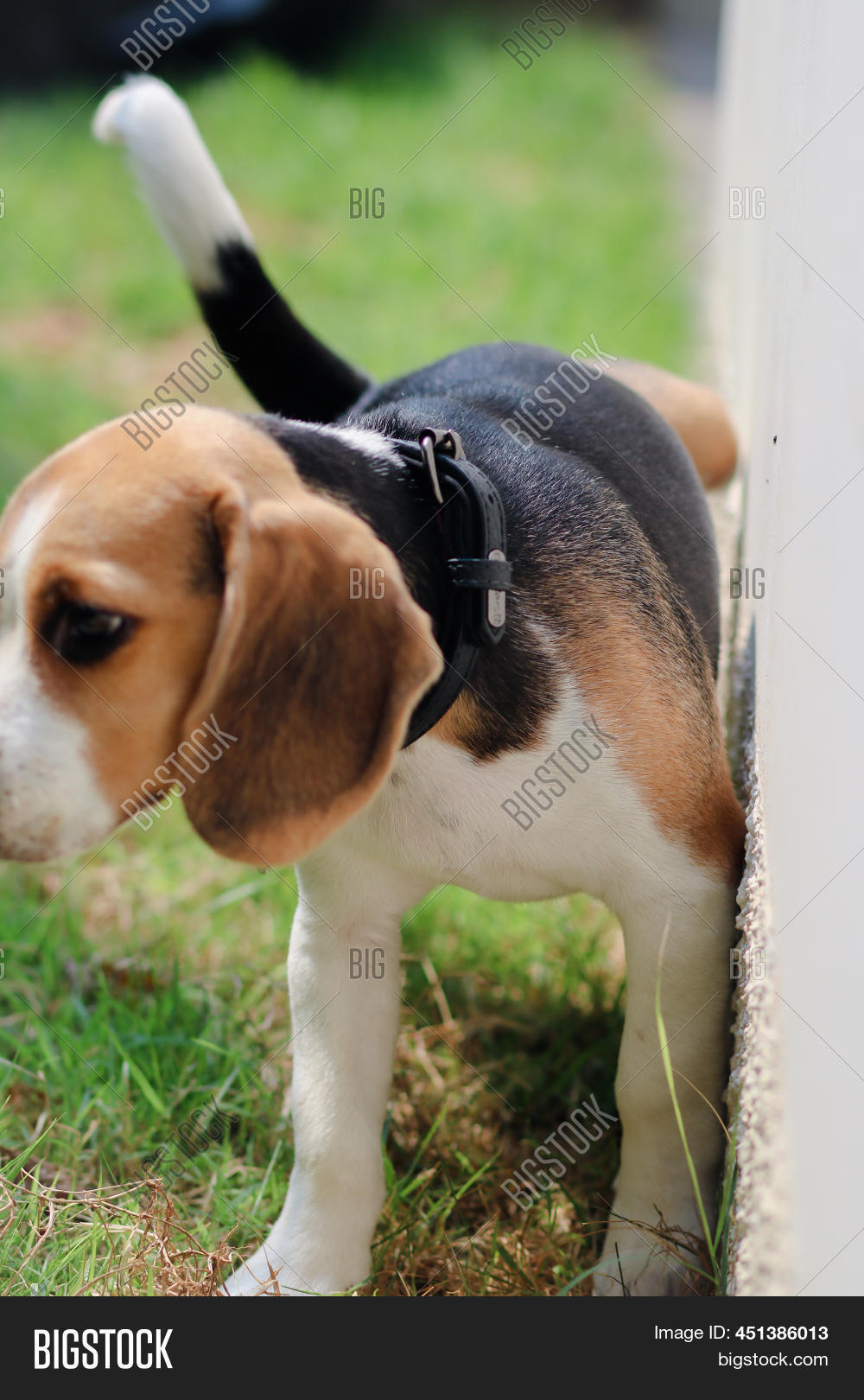 Close- Dog Peeing. Image & Photo (Free Trial) | Bigstock