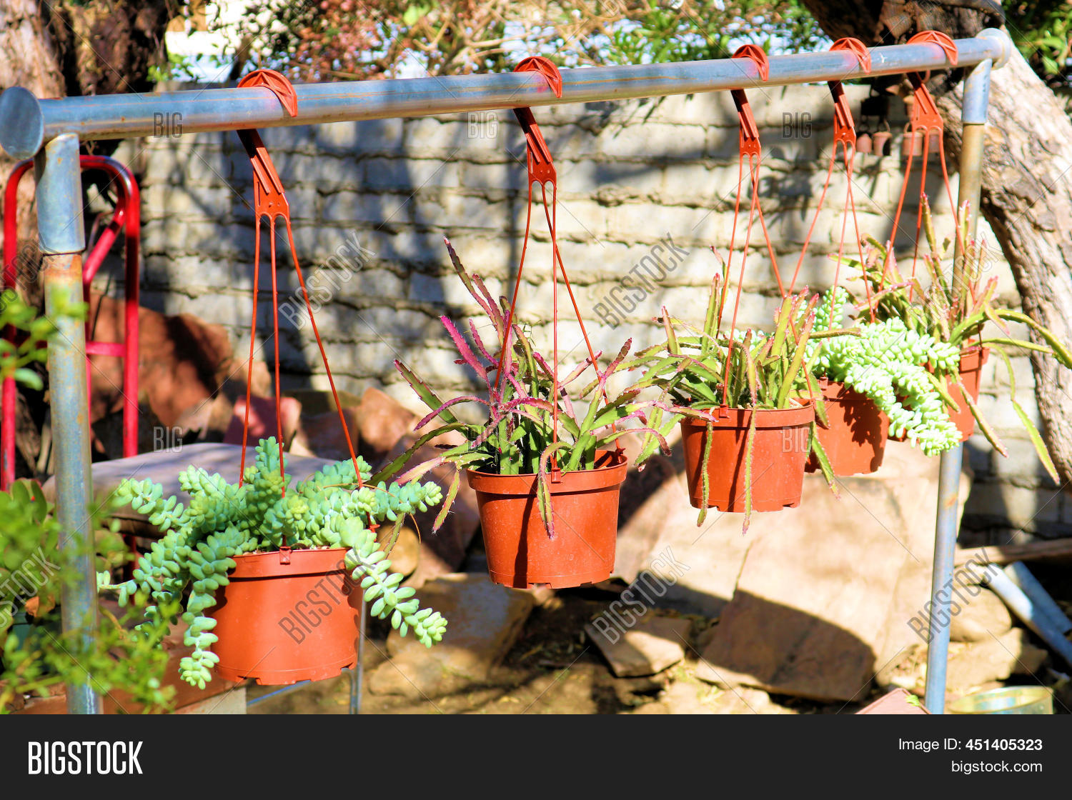 Row Potted Succulent Image & Photo (Free Trial) | Bigstock