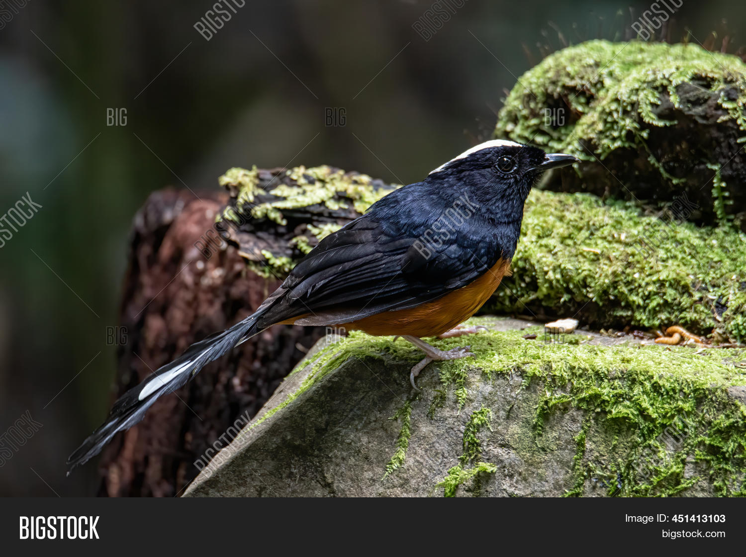 Nature Wildlife Image Image & Photo (Free Trial) | Bigstock
