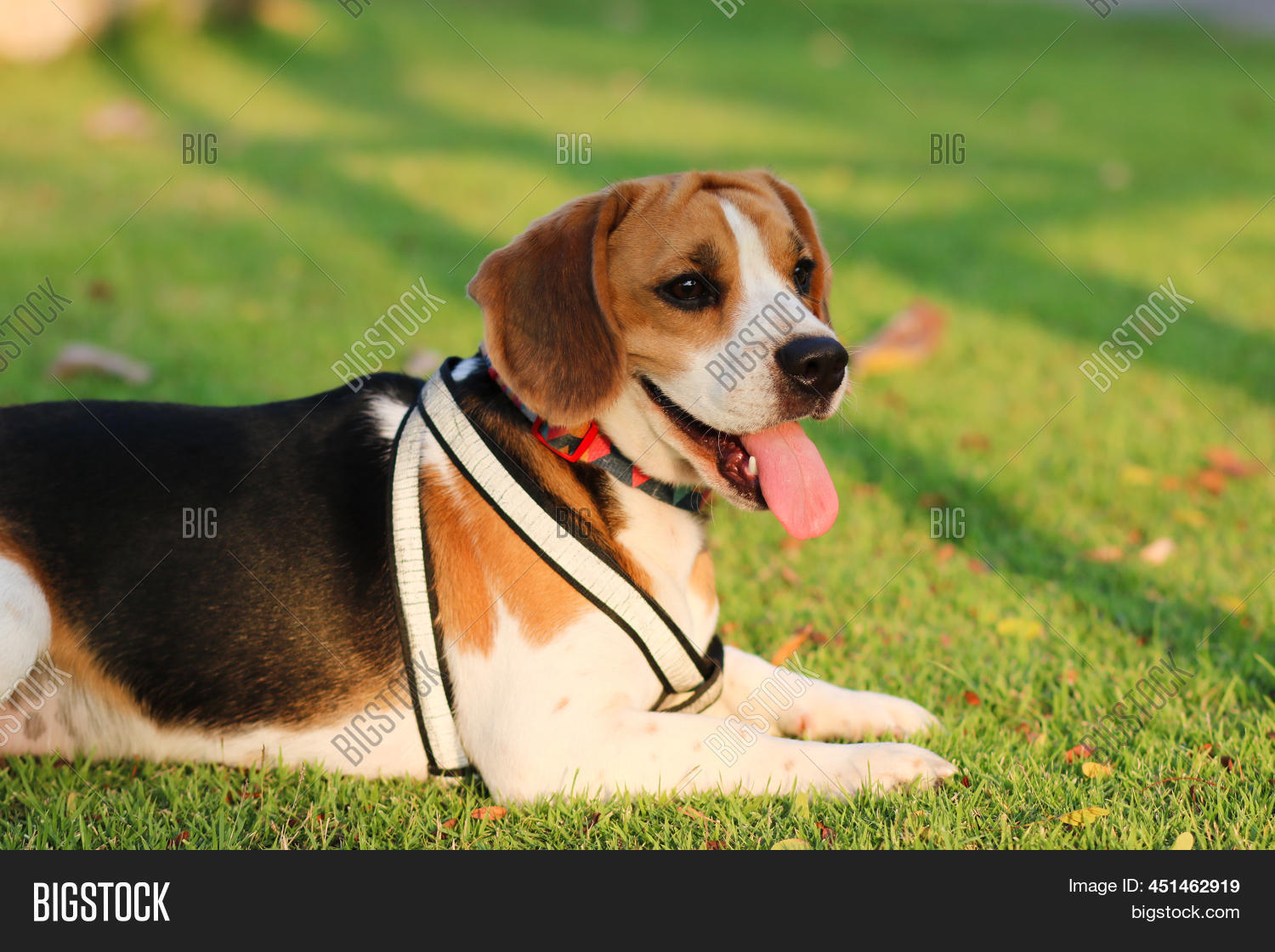 Purebred Beagle Puppy Image & Photo (Free Trial) | Bigstock