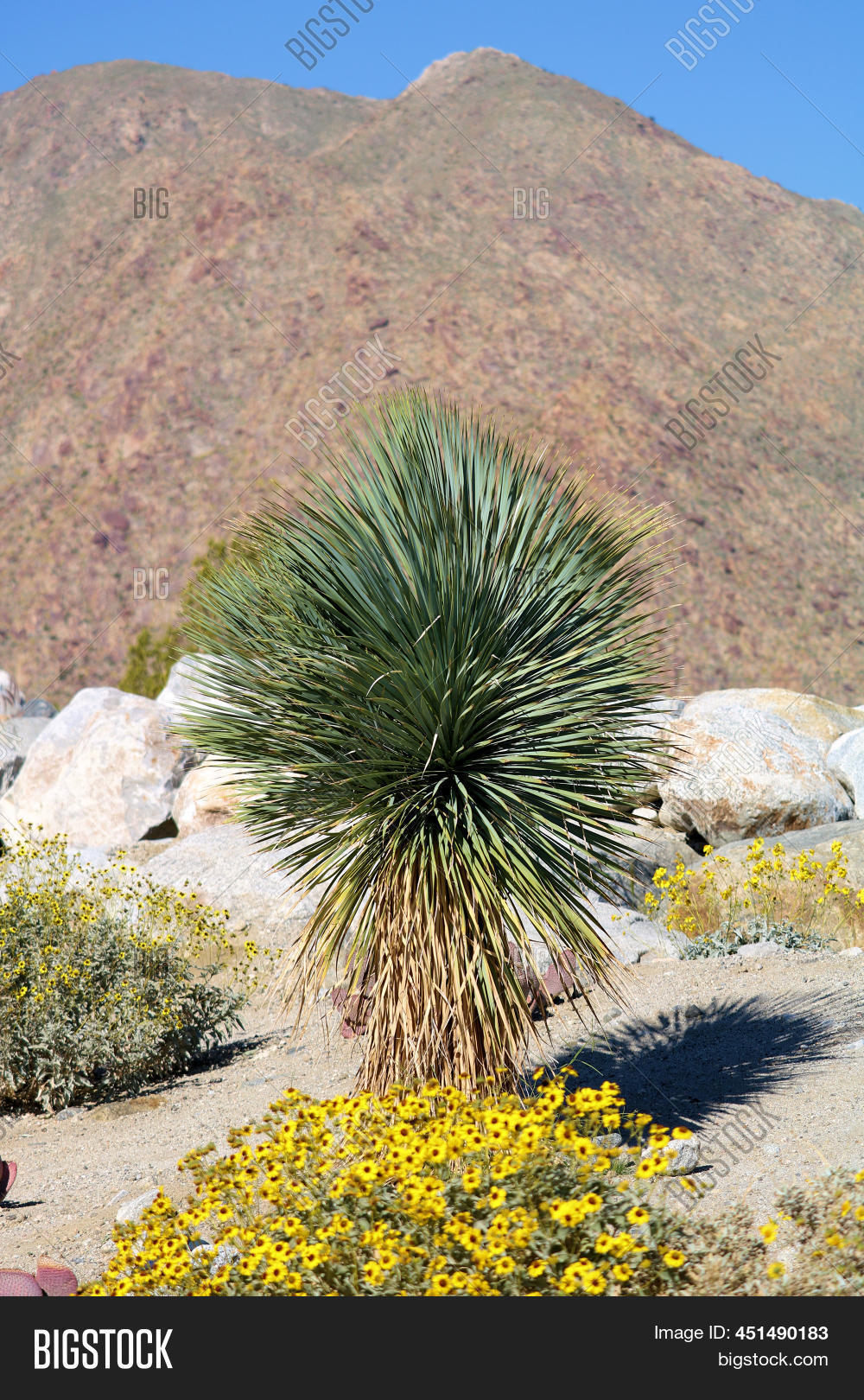 Chaparral Plants Image & Photo (Free Trial) | Bigstock