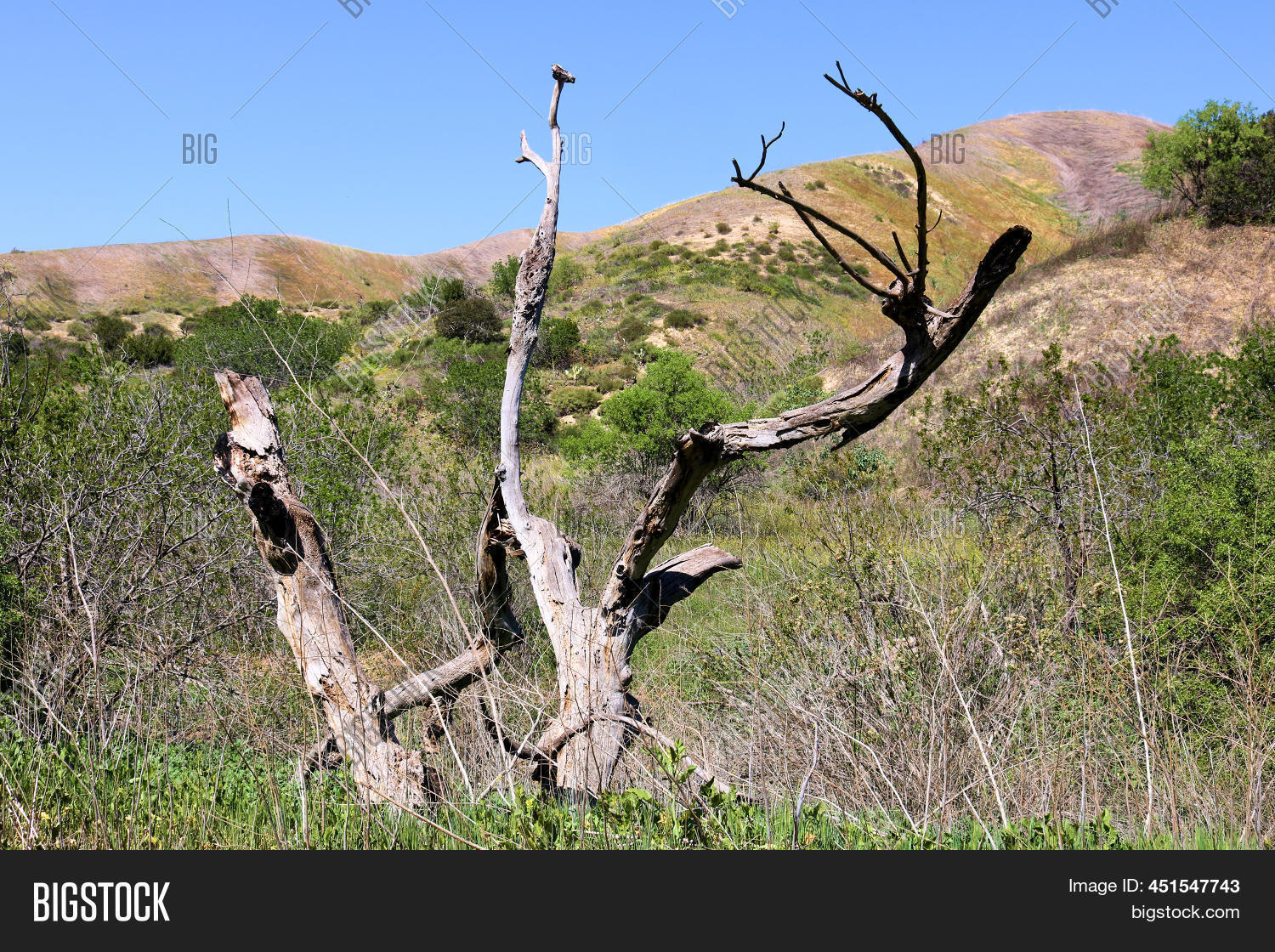 Burnt Willow Tree Image & Photo (Free Trial) | Bigstock