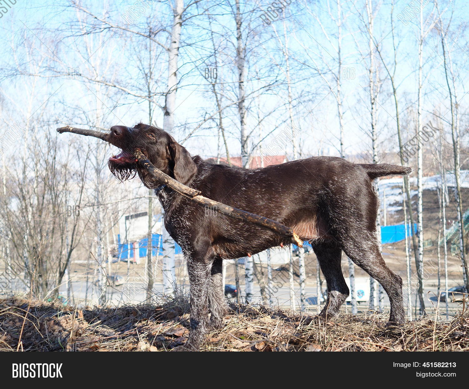 German Hunting Dog. Image & Photo (Free Trial) | Bigstock