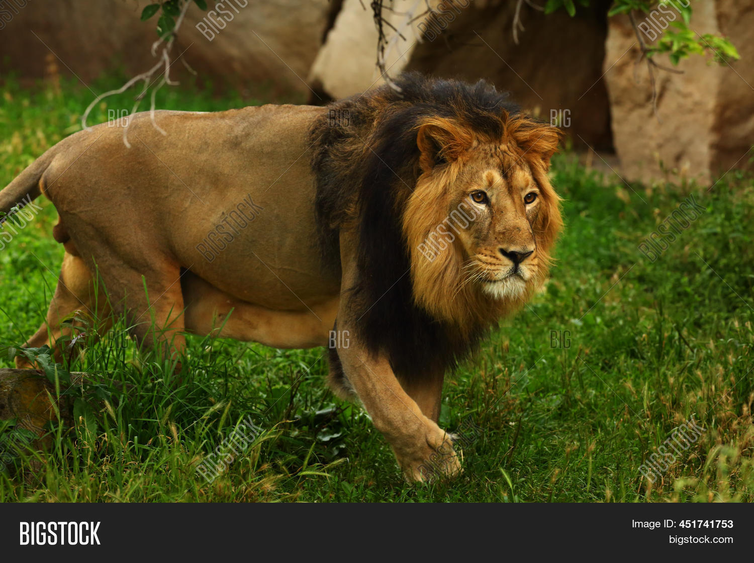 Asiatic Persian Lion ( Image & Photo (Free Trial) | Bigstock