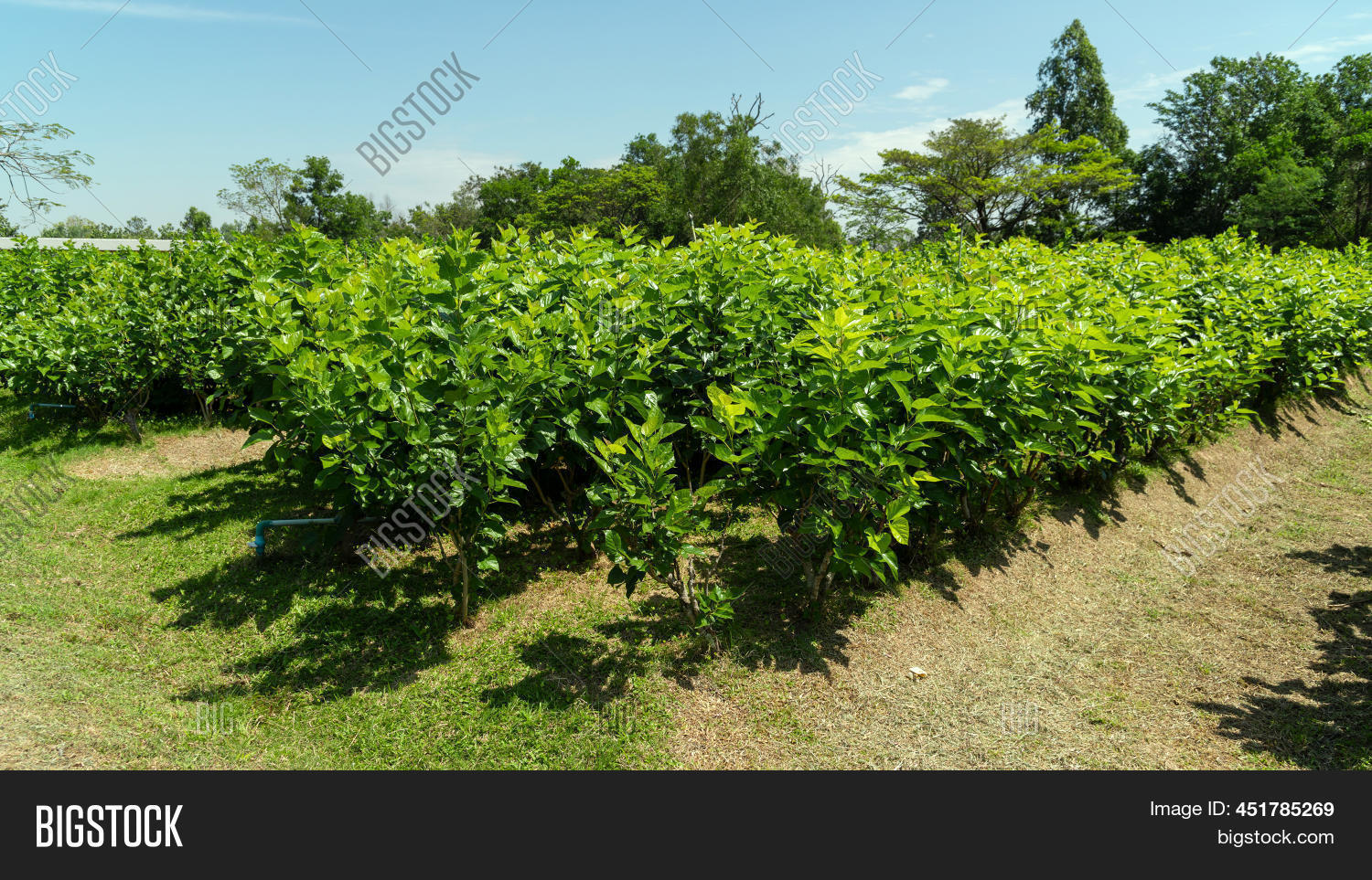 Growing Mulberry Tree Image & Photo (Free Trial) | Bigstock