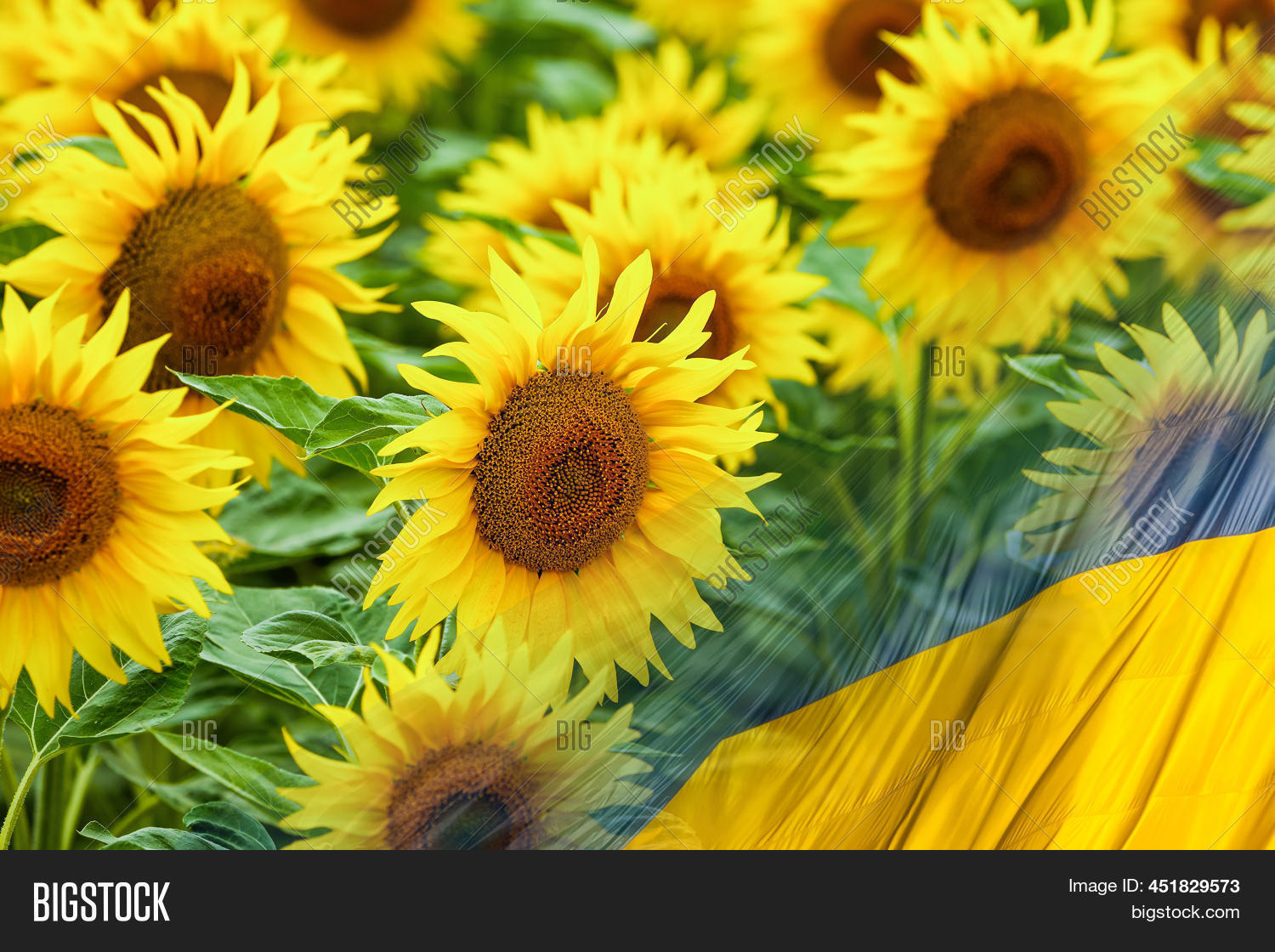 Flag Ukraine - Image & Photo (Free Trial) | Bigstock