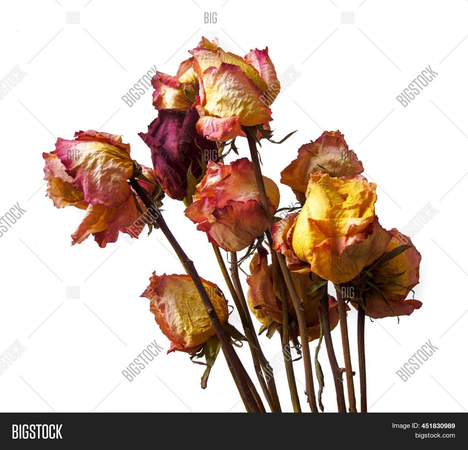 Dried Rose Flowers Image & Photo (Free Trial) | Bigstock