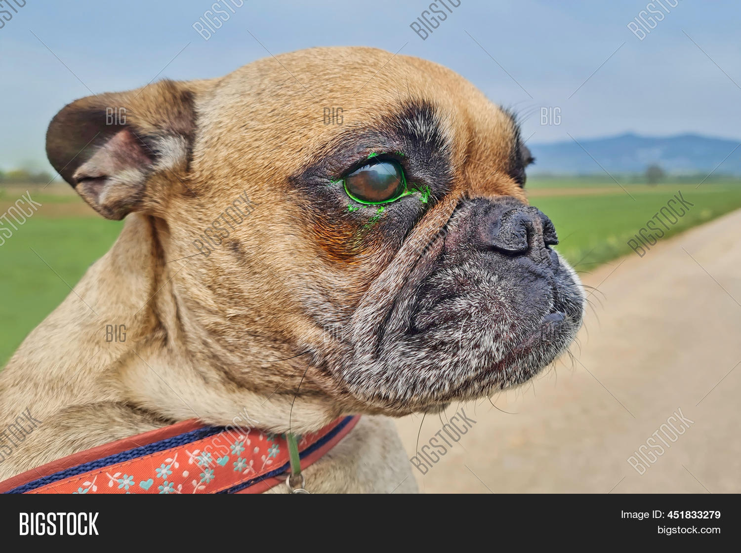 Dog Eye Injury Green Image & Photo (Free Trial) | Bigstock