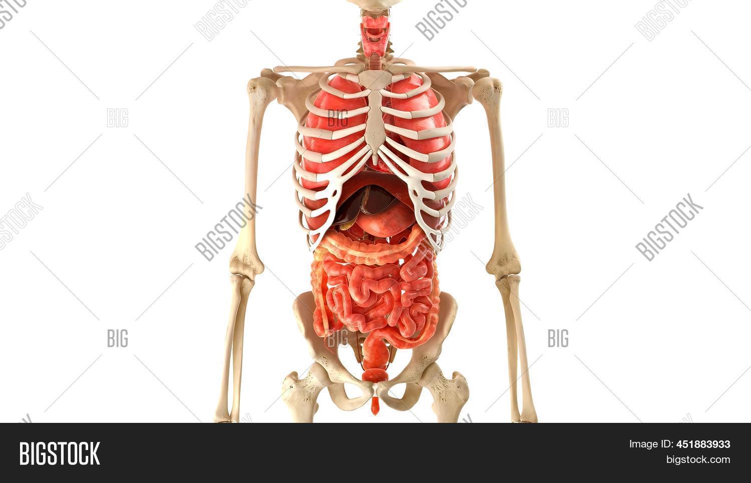 Skeleton Human Model Image & Photo (Free Trial) | Bigstock