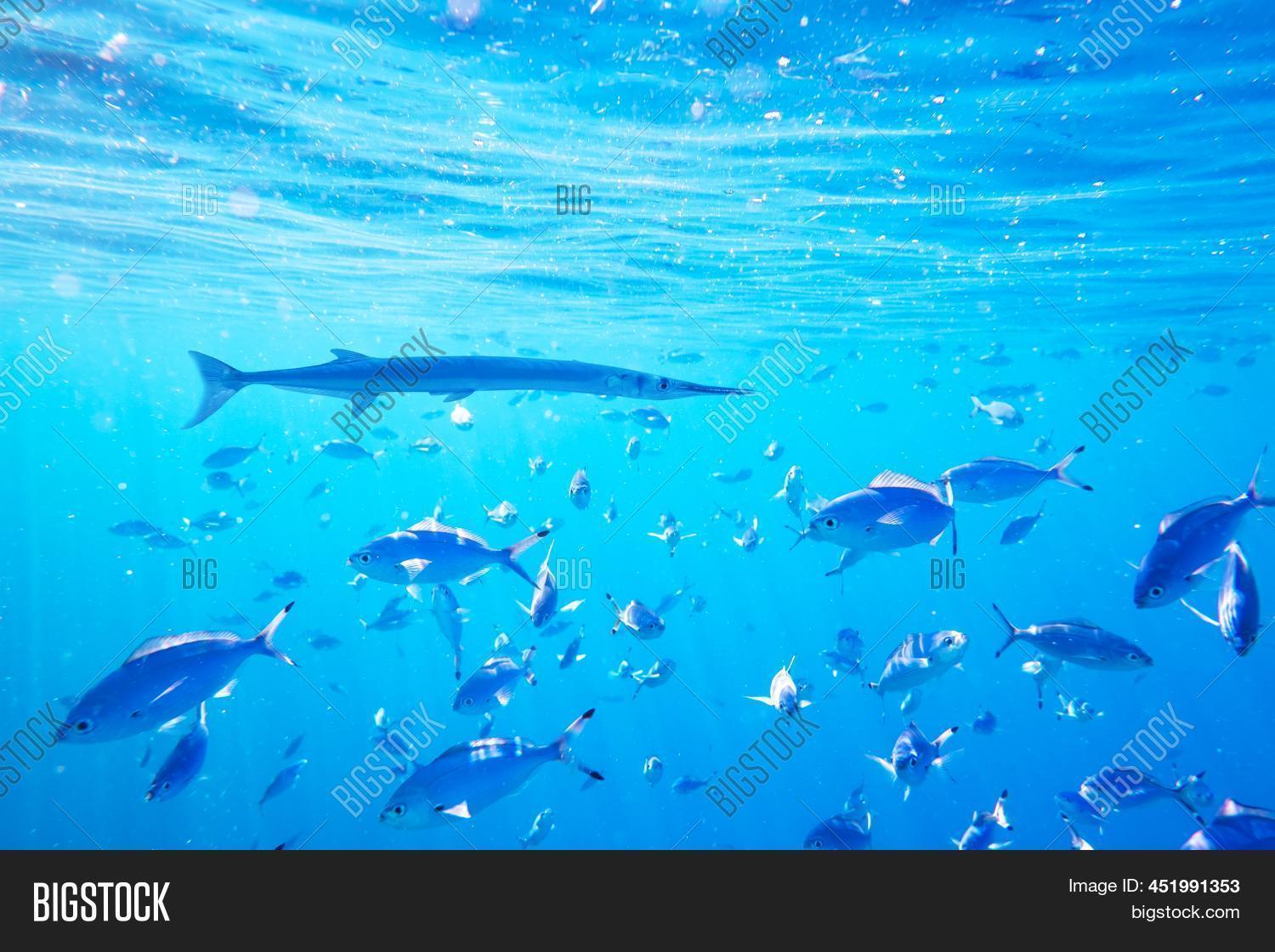 Needlefish School Image & Photo (Free Trial) | Bigstock