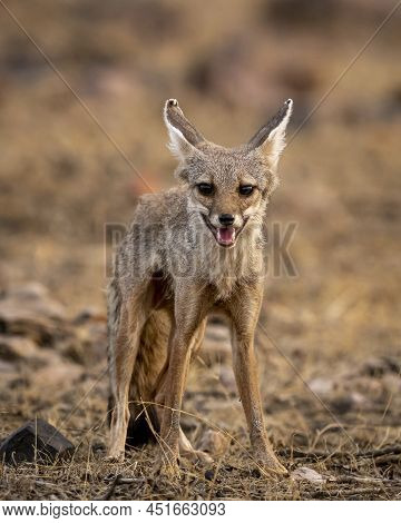 Bengal Fox Indian Fox Image & Photo (Free Trial) | Bigstock