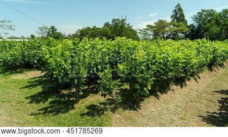 Growing Mulberry Tree Image & Photo (Free Trial) | Bigstock