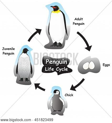 Penguin Life Cycle Vector & Photo (Free Trial) | Bigstock
