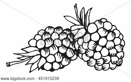 Mulberry Sketch. Vector & Photo (Free Trial) | Bigstock